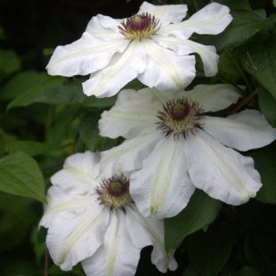 Japanese Clematis Collection Archives - Pride of Place Plants